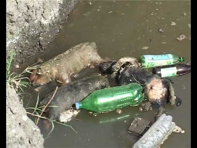 Утопили щенков в строительной канаве