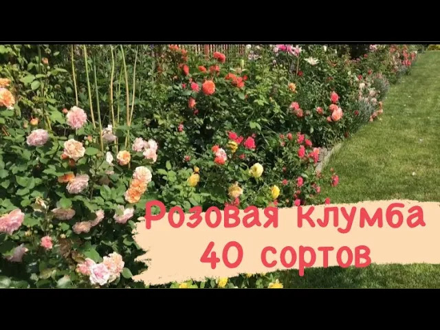 Розовая клумба и 40 сортов роз ? В июне 2020 года.mp4