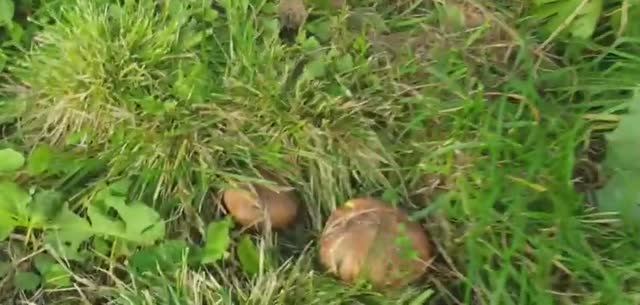 ГРИБЫ НА УЧАСТКЕ