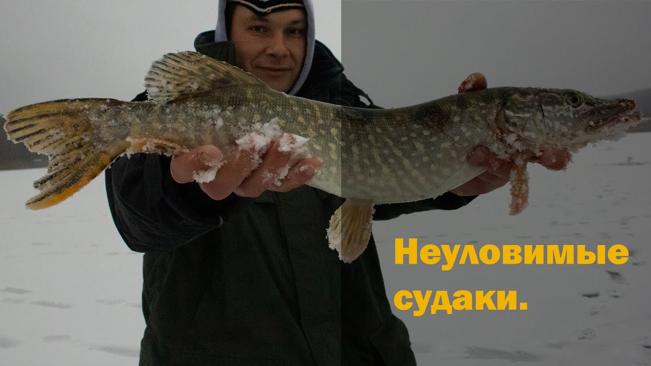 Прекрасный день на рыбалке. Неуловимые судаки.