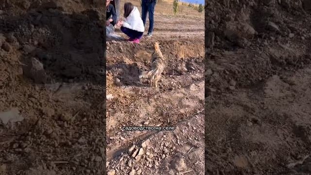 Миндаль, фундук, грецкий орех выращивают в Алматинской области
