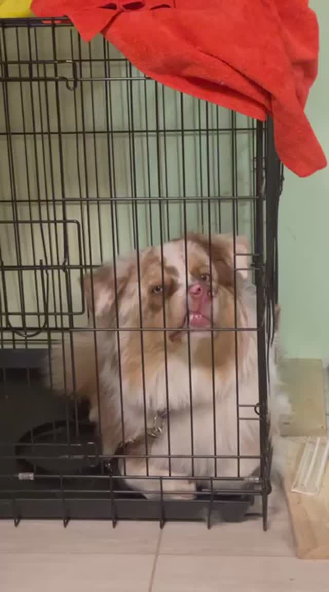новое