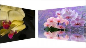 As 65 flores mais bonitas do mundo The 65 most beautiful flowers in the world
