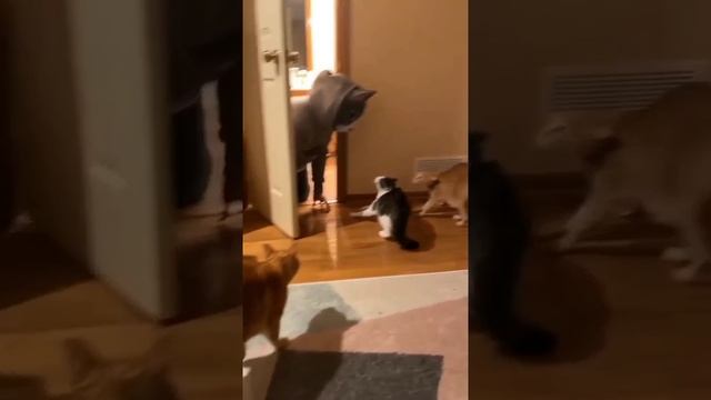 video_4618748693129.mp4