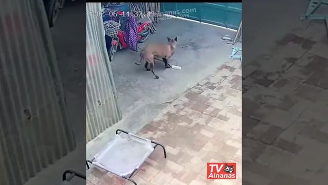 Пёсель спас от пожара