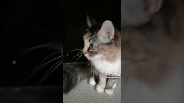 Like_7110793240647805654.mp4