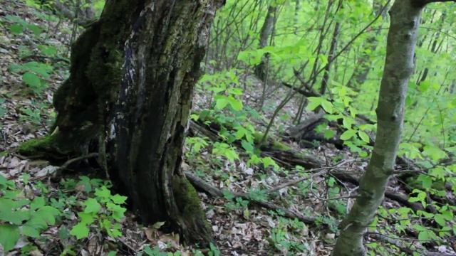 Болезнь Паркинсона. Путь к Исцелению. Путешествие к "Местам Силы" Разбитый ДОЛЬМЕН 3 Серия