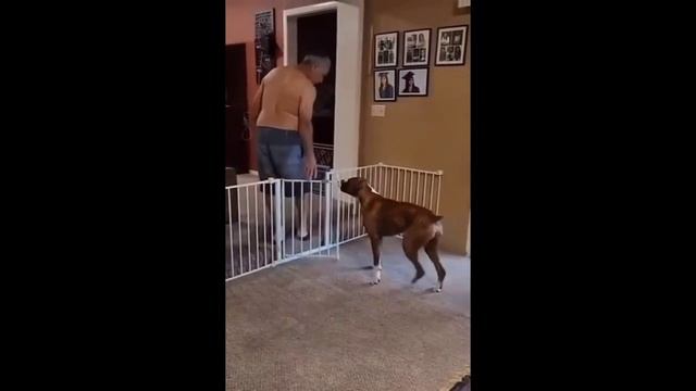 Приколы с котами.