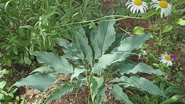 24.06.24 Хосты под кипарисовиком