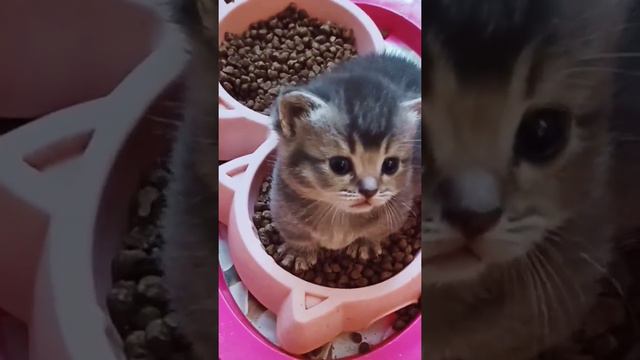 сладость , Манчкин ,продажа #продажакотят #манчкин #котята #манчкины #котэ #милоевидео #милота #кот
