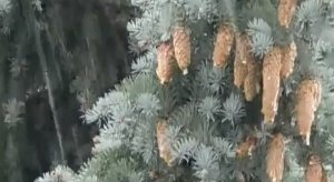 Проливной дождь. Гроза. Relax. Музыка природы.