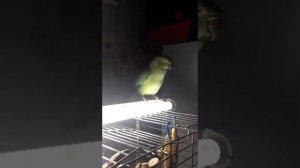 ожереловый попугай Лаки ходит туда сюда