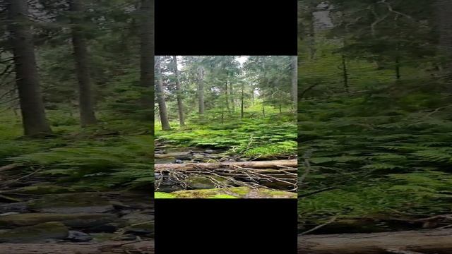 мезозойская эра в живую
