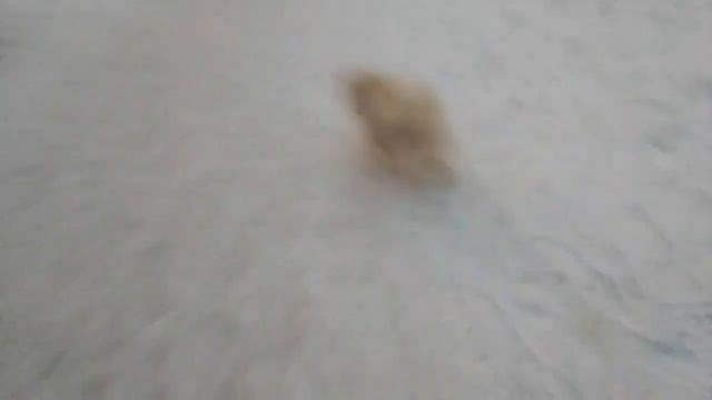 мы гуляем с собаками