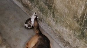 Котёнок против хвоста