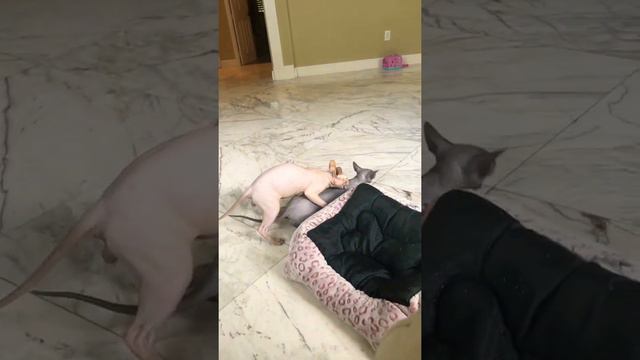 Canadian sphynx cats mating