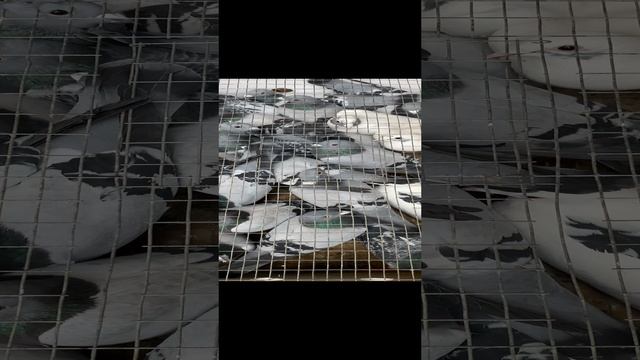 Спортивные голуби ?️ 05-10-2023