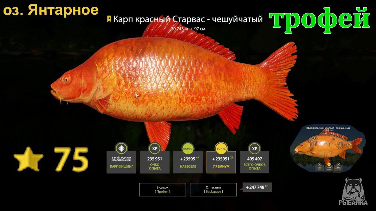 Русская рыбалка 4 / оз. Янтарное / Карп красный Старвас - чешуйчатый (трофей)