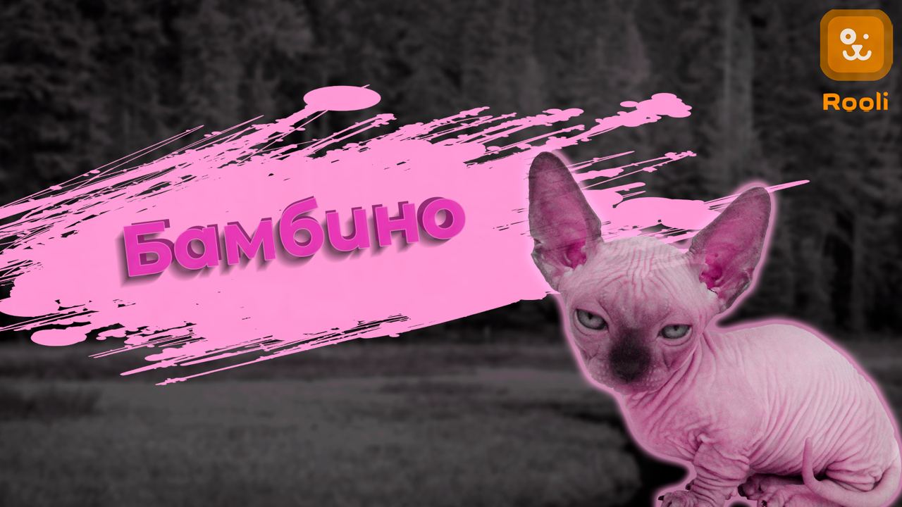 Бомбейская Кошка: Грациозная Черная Красавица в Мире Домашних Любимцев