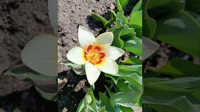 МЫ КРАСИВЫЕ ЦВЕТОЧКИ, ЧЬИ - ТО ДОЧКИ И СЫНОЧКИ.