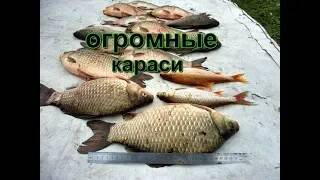 Большой Сунгуль  на Огромного Карася от 1.5 до 2 кг.