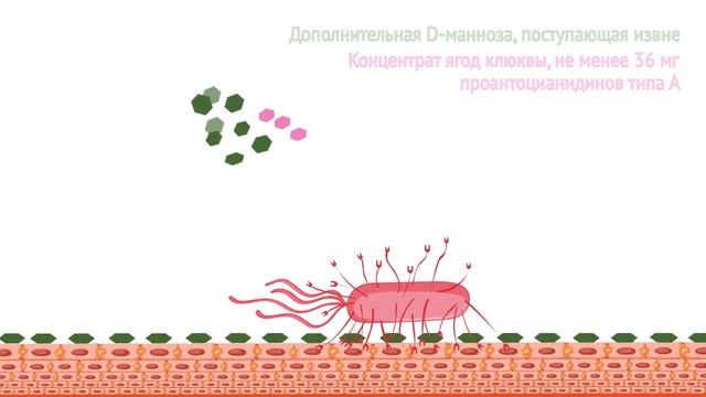 Цистифлюкс Плюс - механизм действия - двойной удар по уропатогенным бактериям