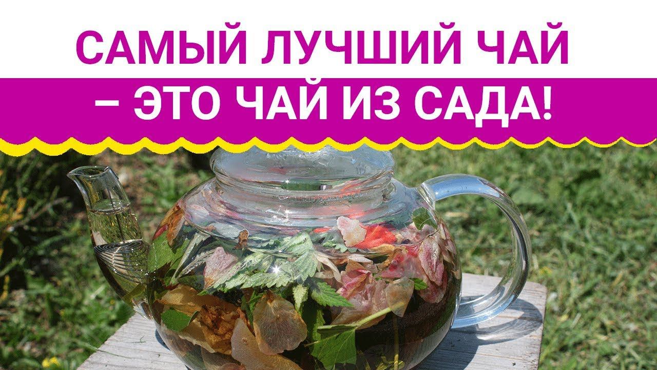 Самый лучший чай – это чай из сада!