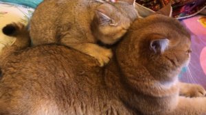 Кошачий массажист