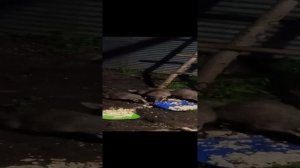 барсуки