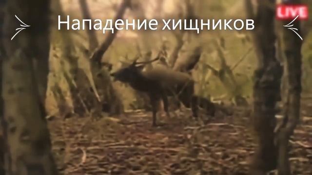 Комодский варан напал на оленя