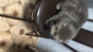 Купили шпица и реакция моего кота на щенка
