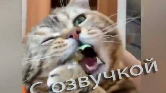 Очень смешные моменты с котами и собаками попавшие на камеру. Веселое видео про животных.. серия 1
