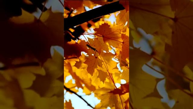 Autumn leave