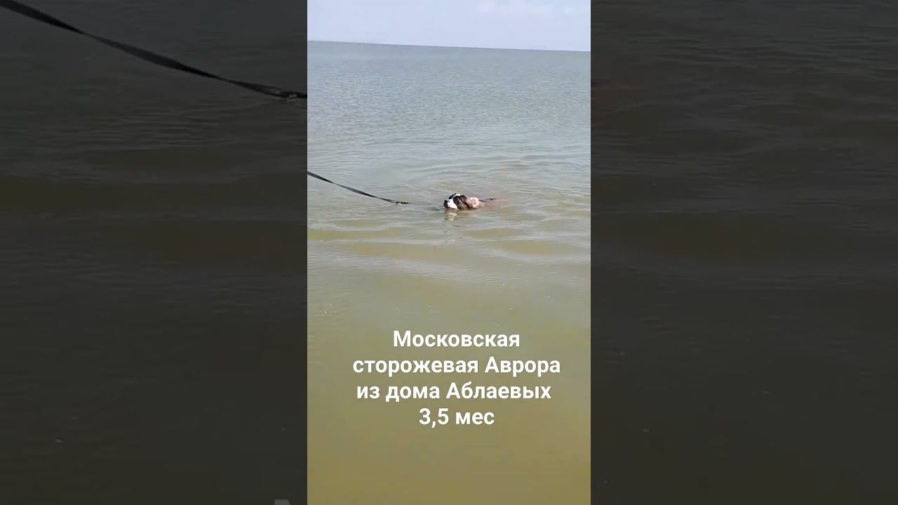 Московская сторожевая Аврора из дома Аблаевых (3,5 мес)