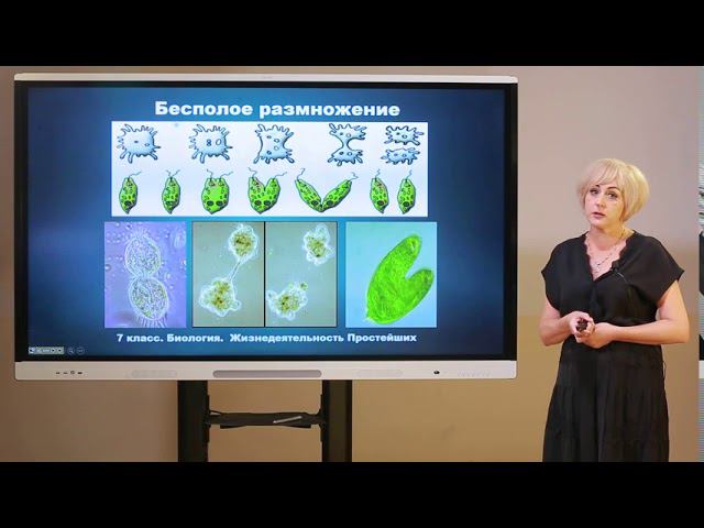 7 класс. Биология.  Жизнедеятельность простейших