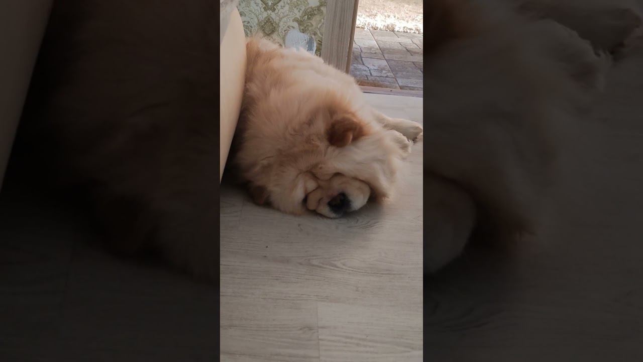 Чау Чау