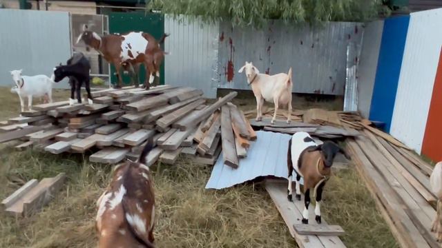 3й переезд  остатков хозяйства. Развод. И пополнение стада.