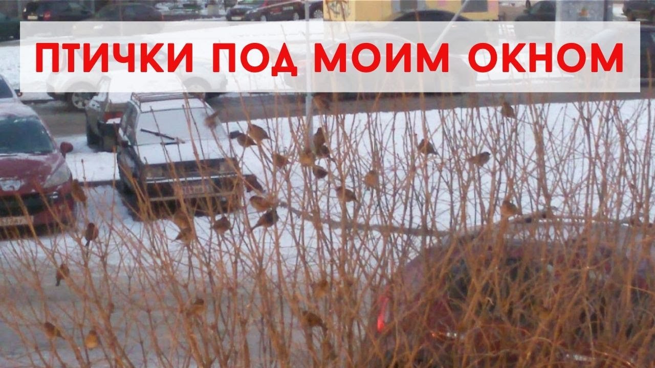 Удивительное зрелище. Огромная стая птиц под моим окном.