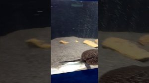 И снова Скат Хвостокол Моторо в аквариуме