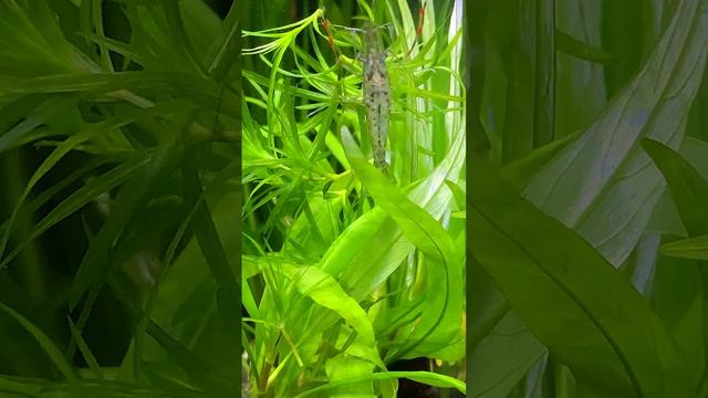 Креветки макробрахиум содержание видео