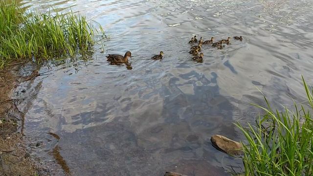 Кряква с утятами
