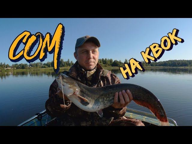 Ловля сома на квок. Первые трофеи