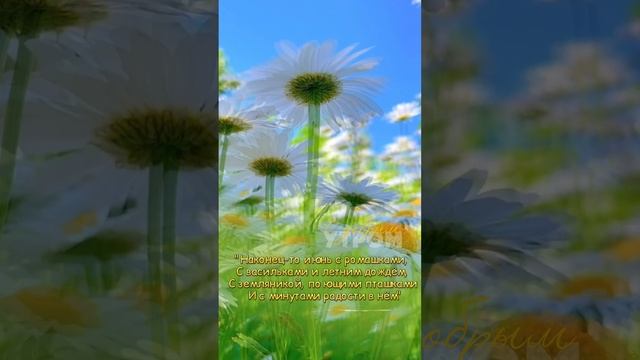 Наконец-то июнь с ромашками