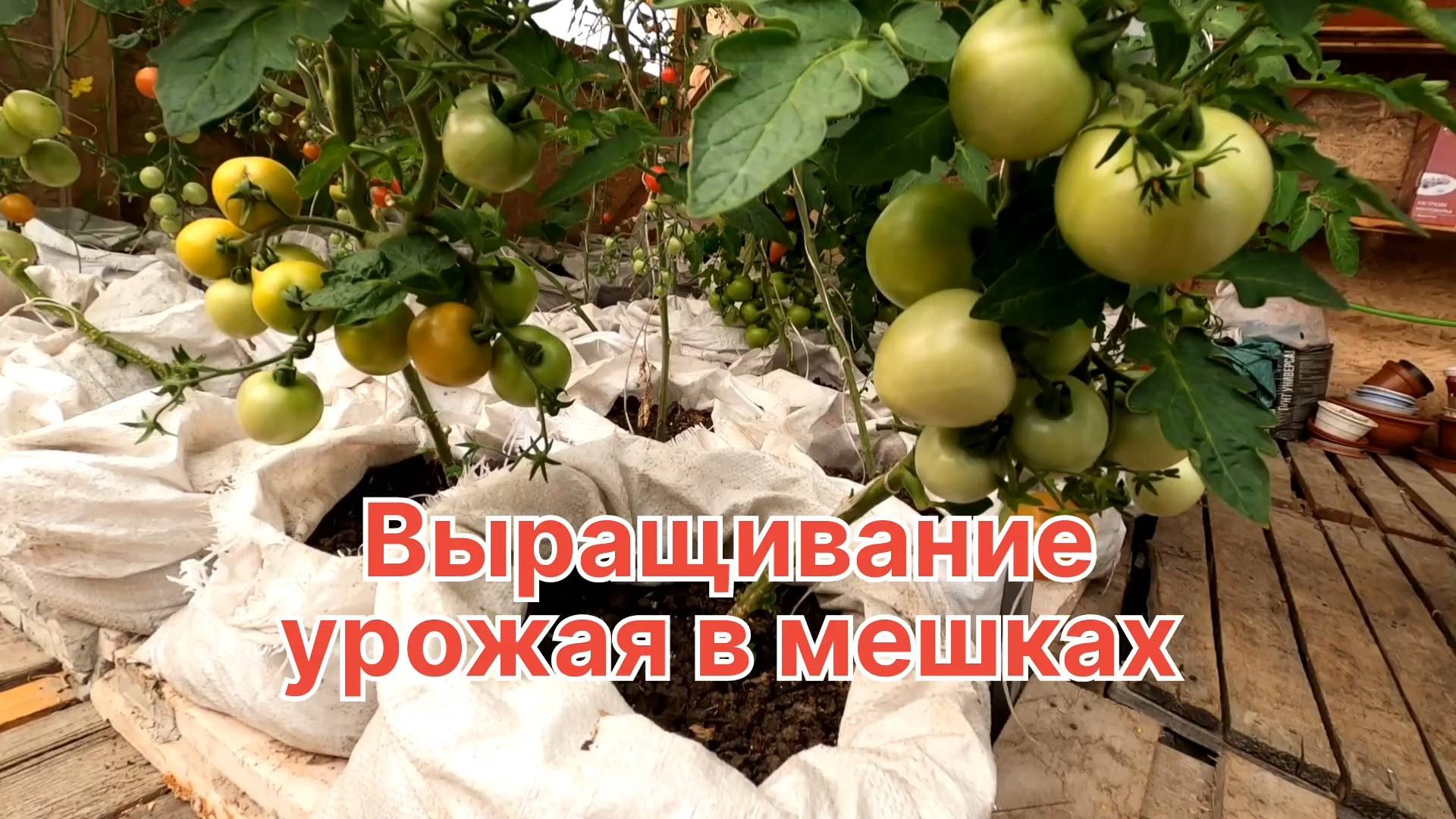 Выращивание урожая в мешках