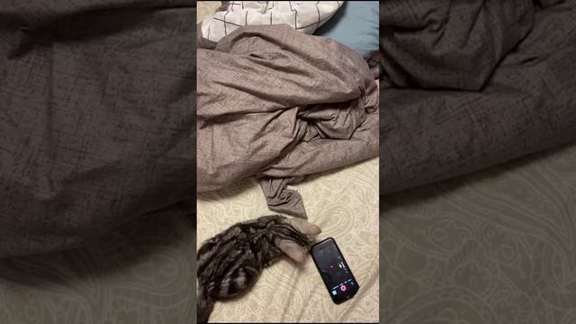 Боня играет с лазерной указкой