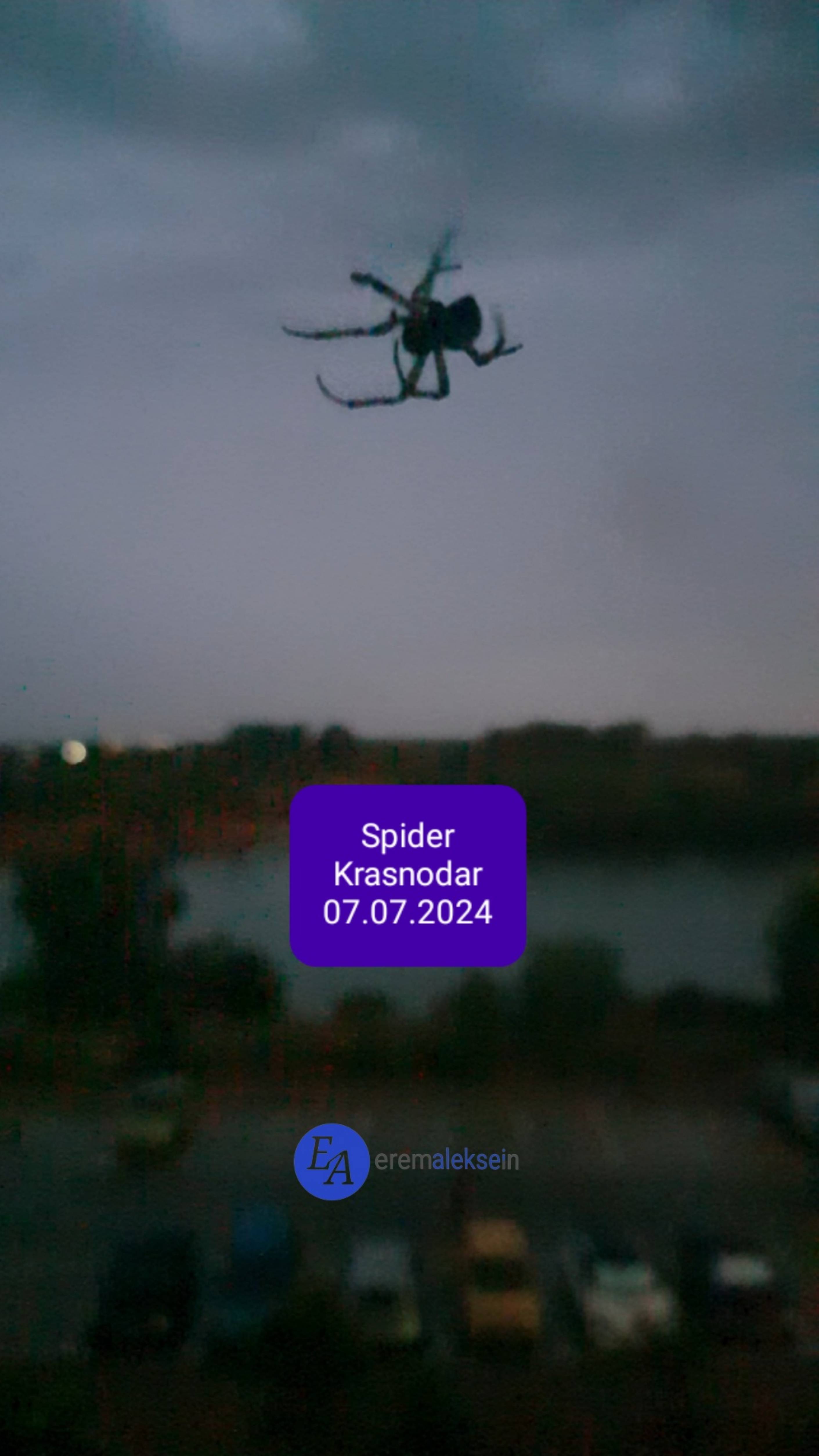 Spider / Animals (Паук / Животные)