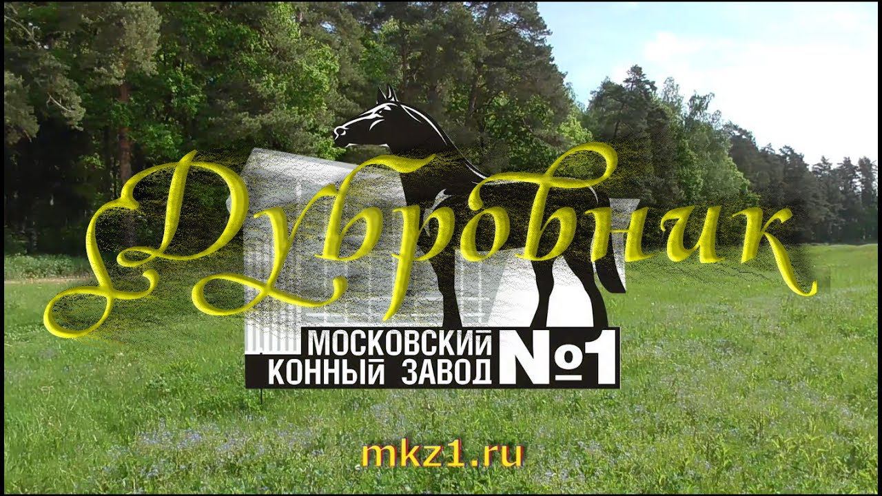 Дубровник (Бересклет - Дуда) 2015 г.р.