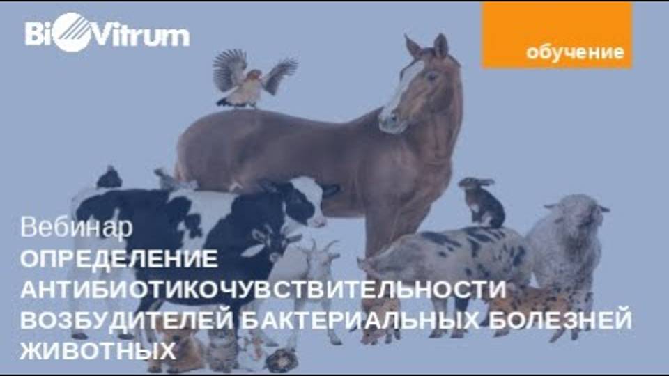 Определение антибиотикочувствительности возбудителей бактериальных болезней животных