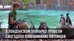 В Лондонском зоопарке провели ежегодное взвешивание питомцев