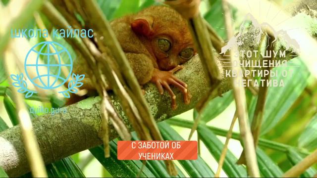 Звук очищает от негатива любое помещение